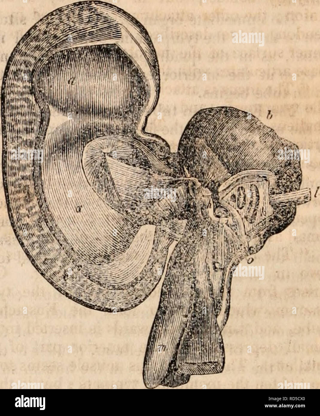 . The cyclopædia of anatomy and physiology. Anatomy; Physiology ...
