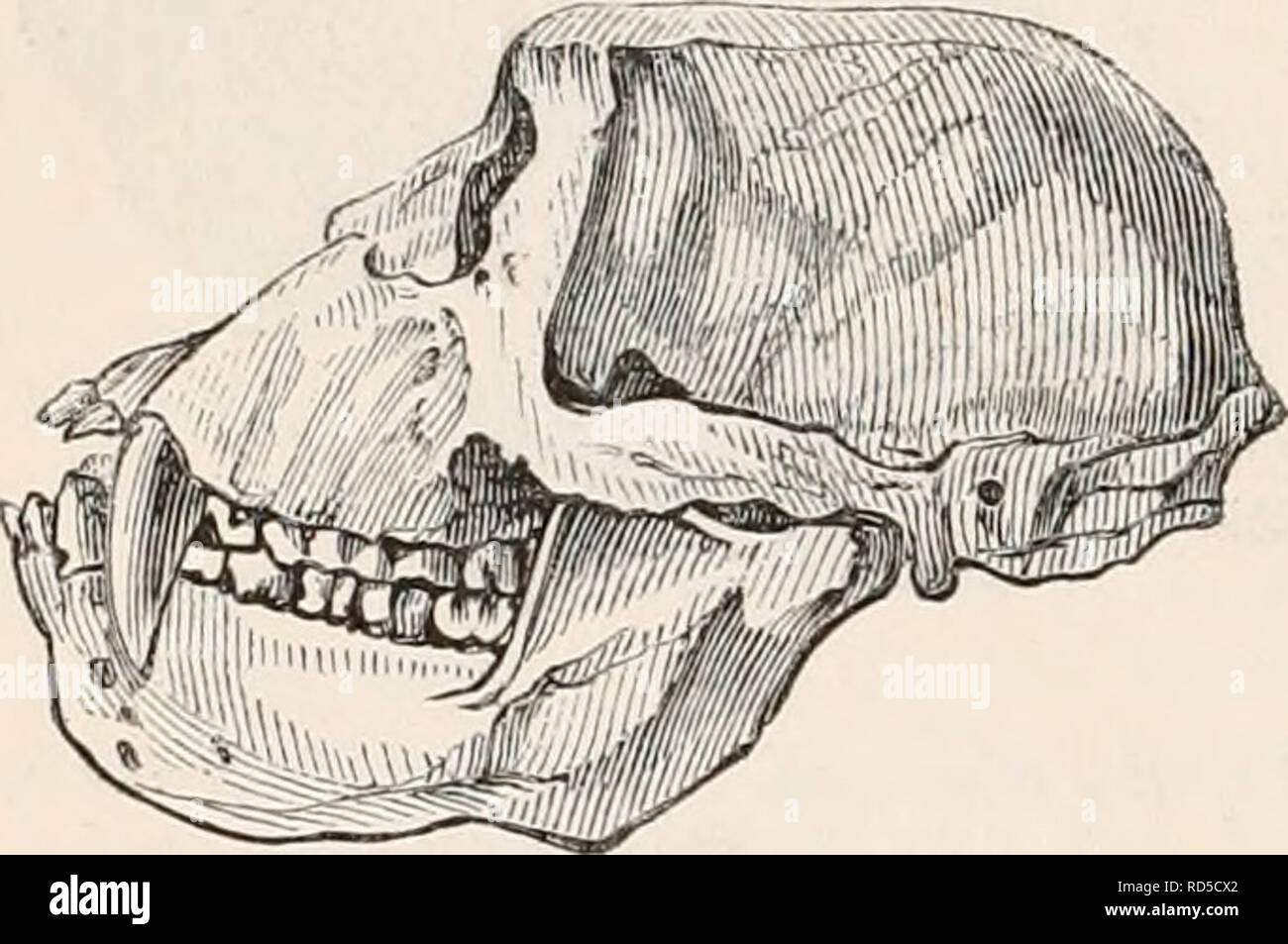 . The cyclopædia of anatomy and physiology. Anatomy; Physiology ...