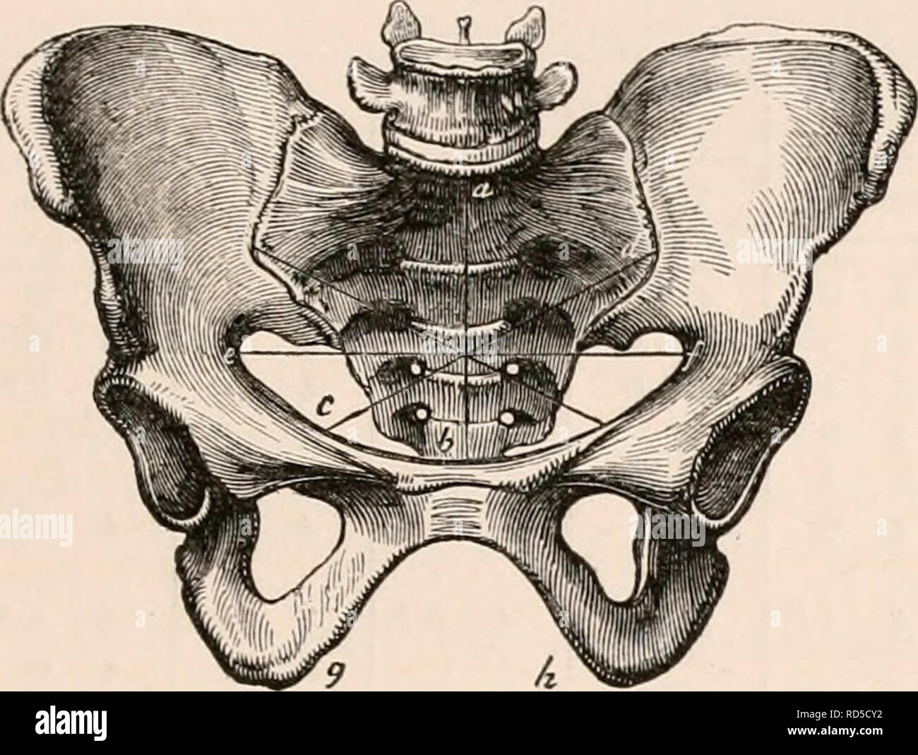 . The cyclopædia of anatomy and physiology. Anatomy; Physiology ...