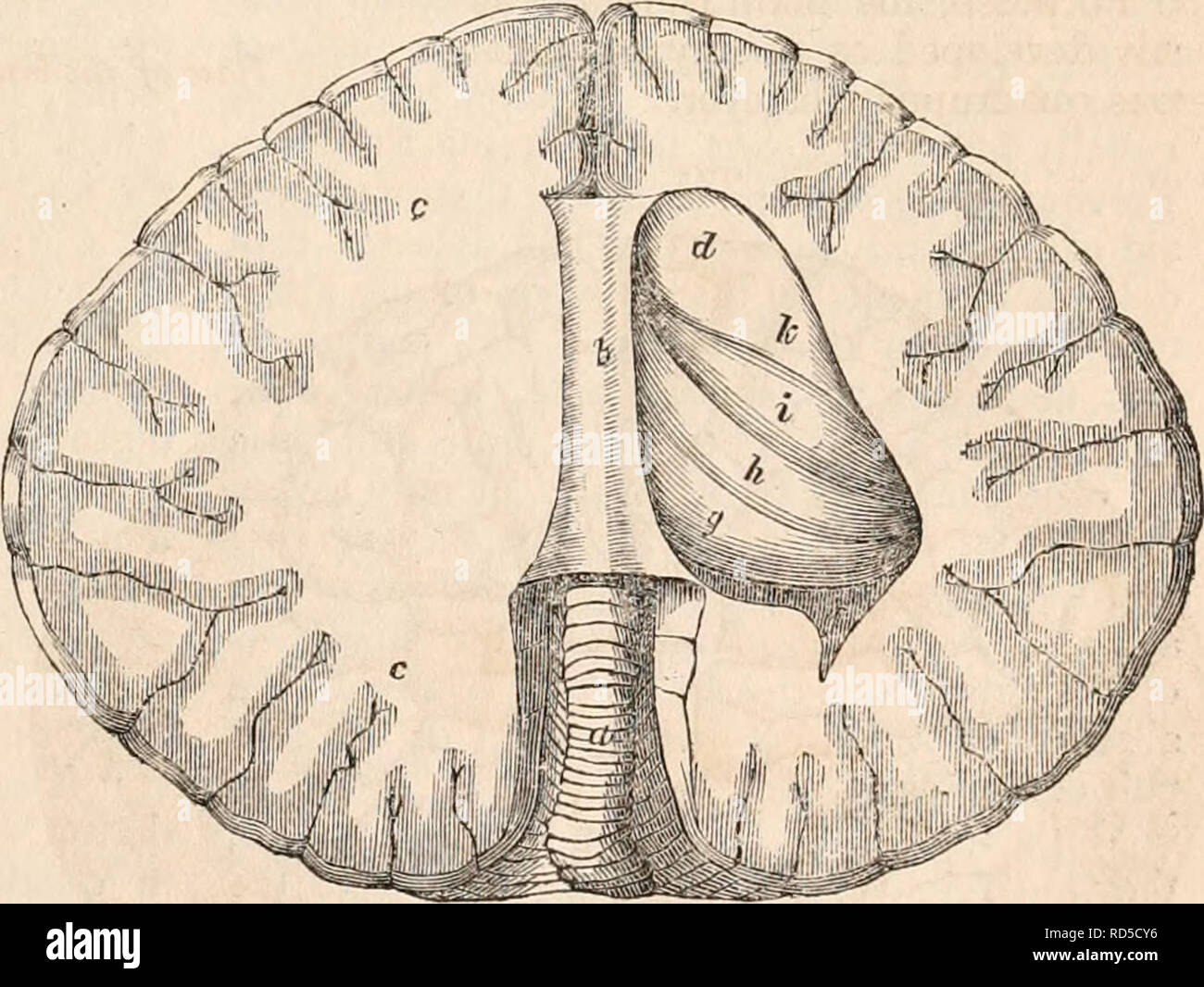 . The cyclopædia of anatomy and physiology. Anatomy; Physiology ...
