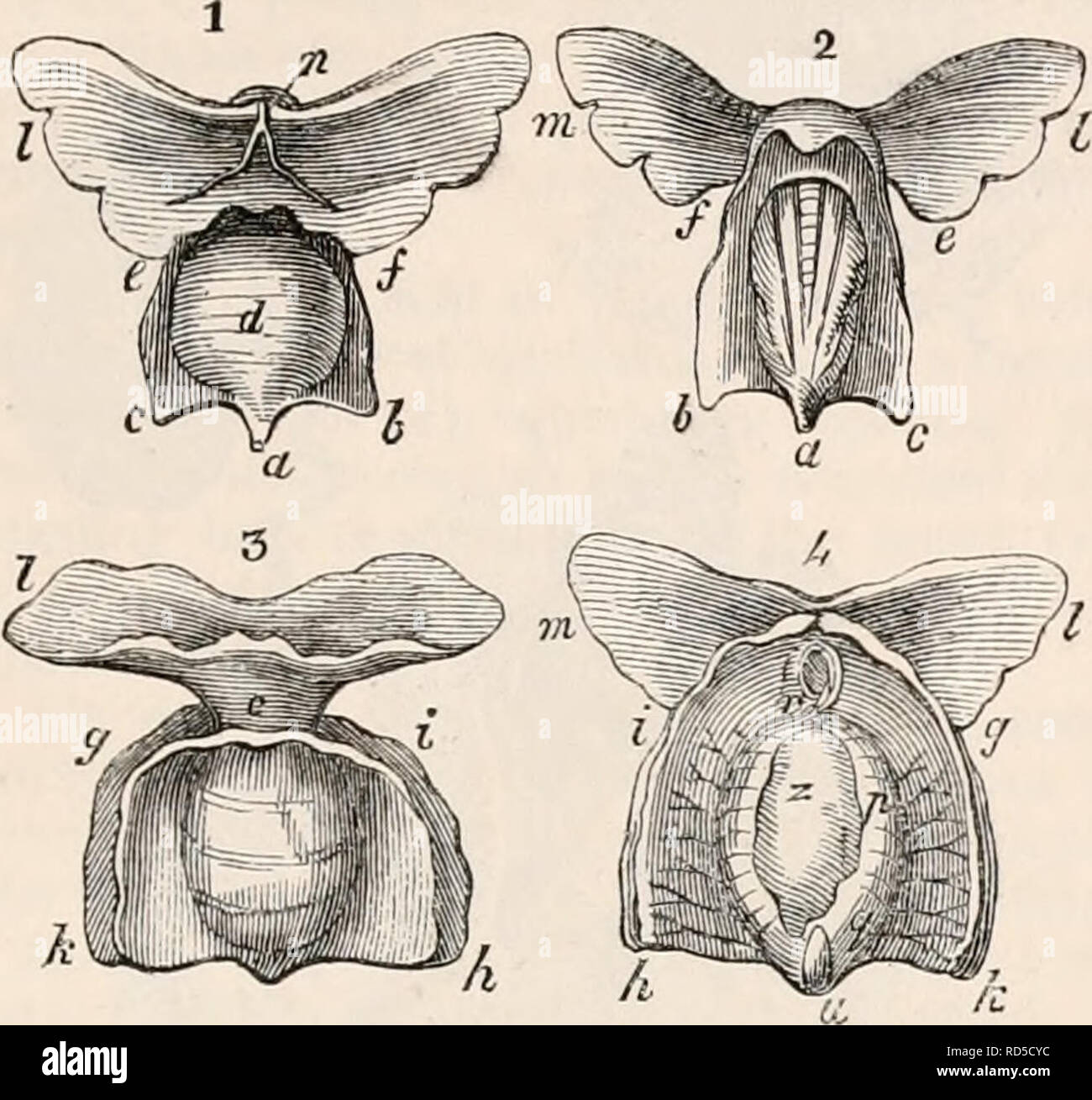. The cyclopædia of anatomy and physiology. Anatomy; Physiology ...