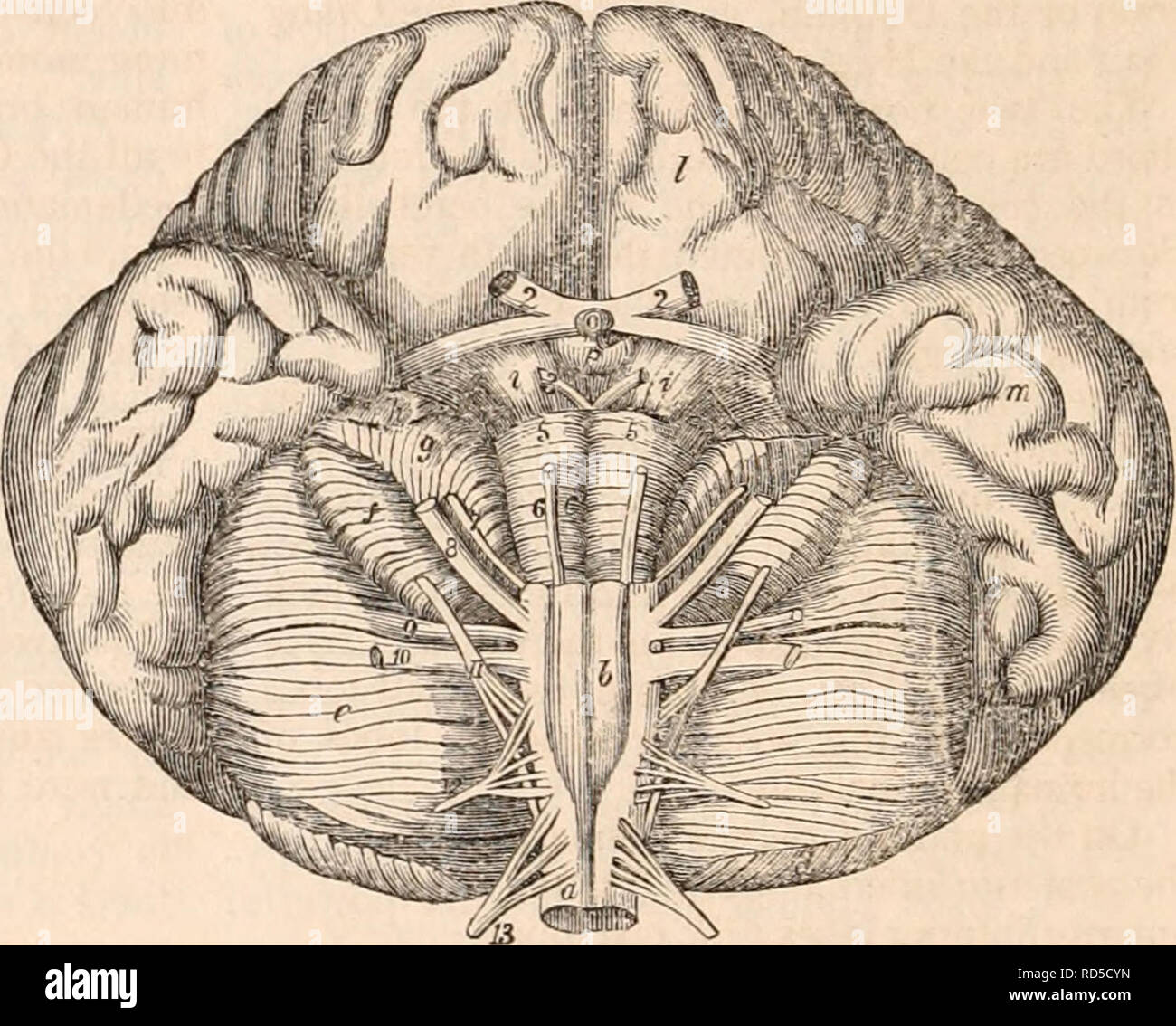 Dolphin anatomy hi-res stock photography and images - Alamy