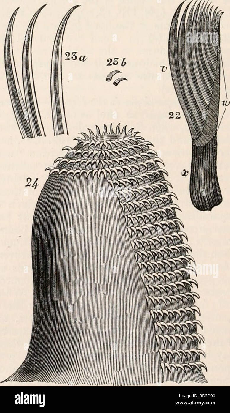 Pteropoda hi-res stock photography and images - Alamy