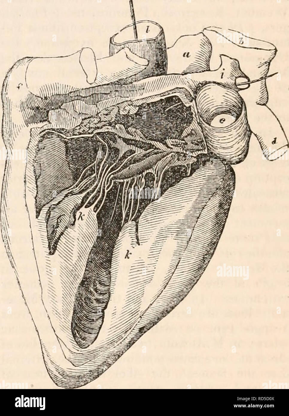 . The cyclopædia of anatomy and physiology. Anatomy; Physiology ...