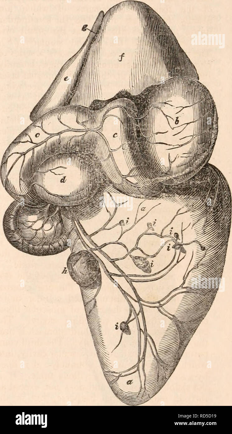 Whale stomachs hi-res stock photography and images - Alamy