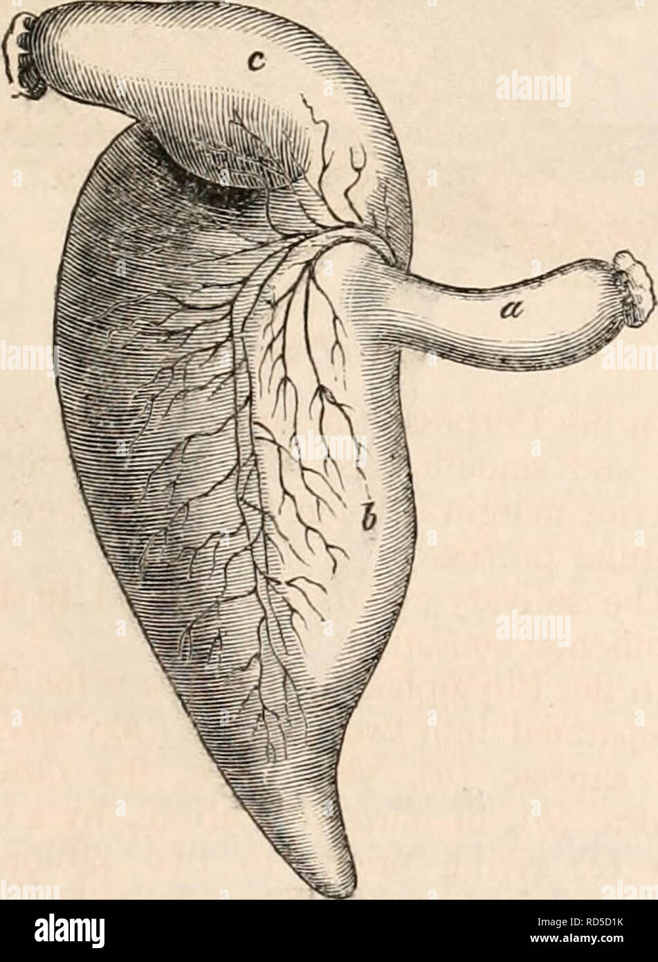 Dugong anatomy hi-res stock photography and images - Alamy