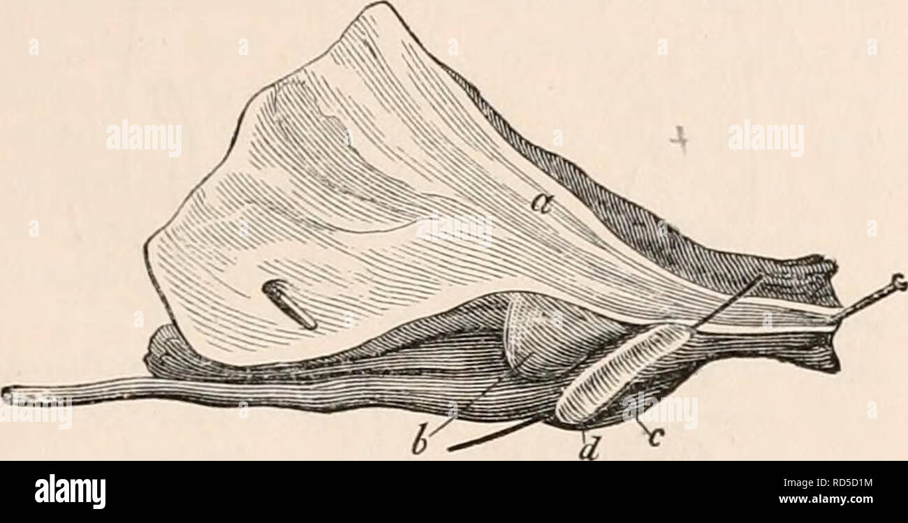 . The cyclopædia of anatomy and physiology. Anatomy; Physiology ...