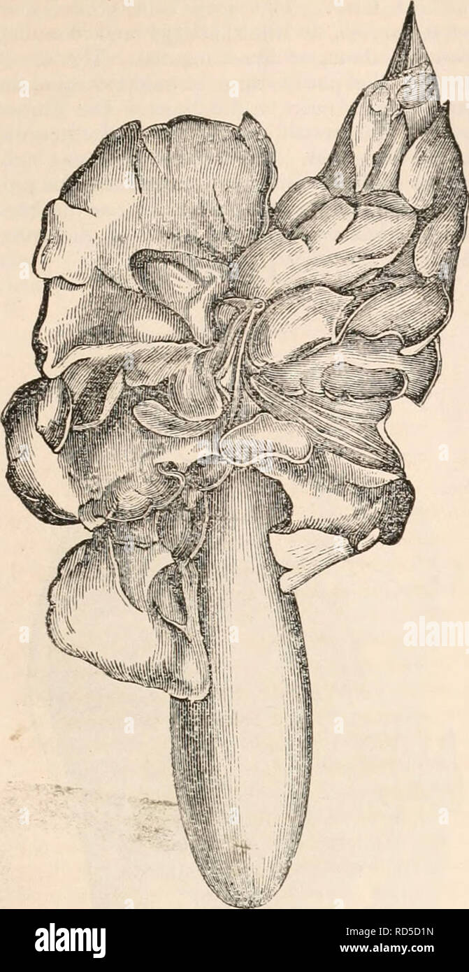 . The cyclopædia of anatomy and physiology. Anatomy; Physiology ...