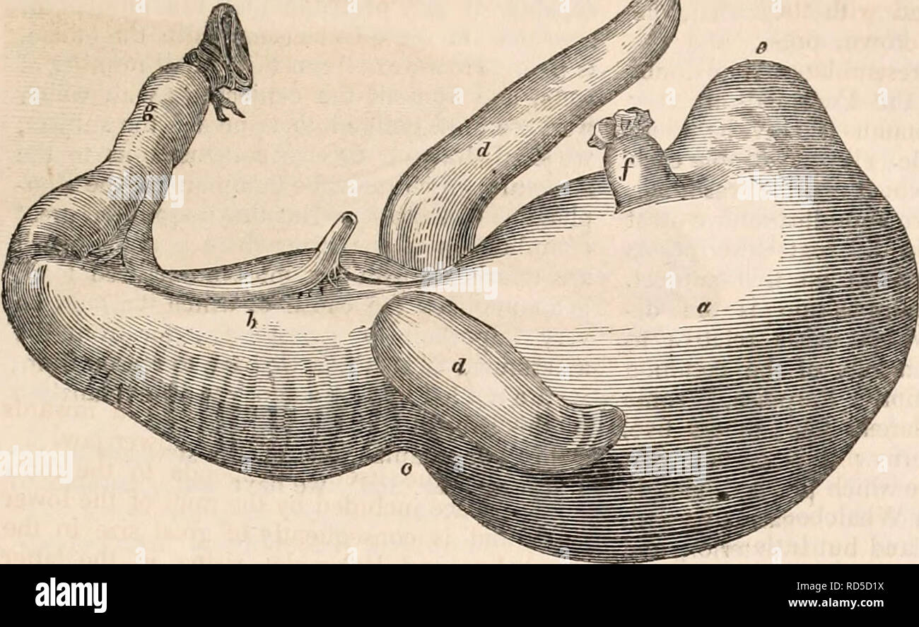 Whale stomachs hi-res stock photography and images - Alamy