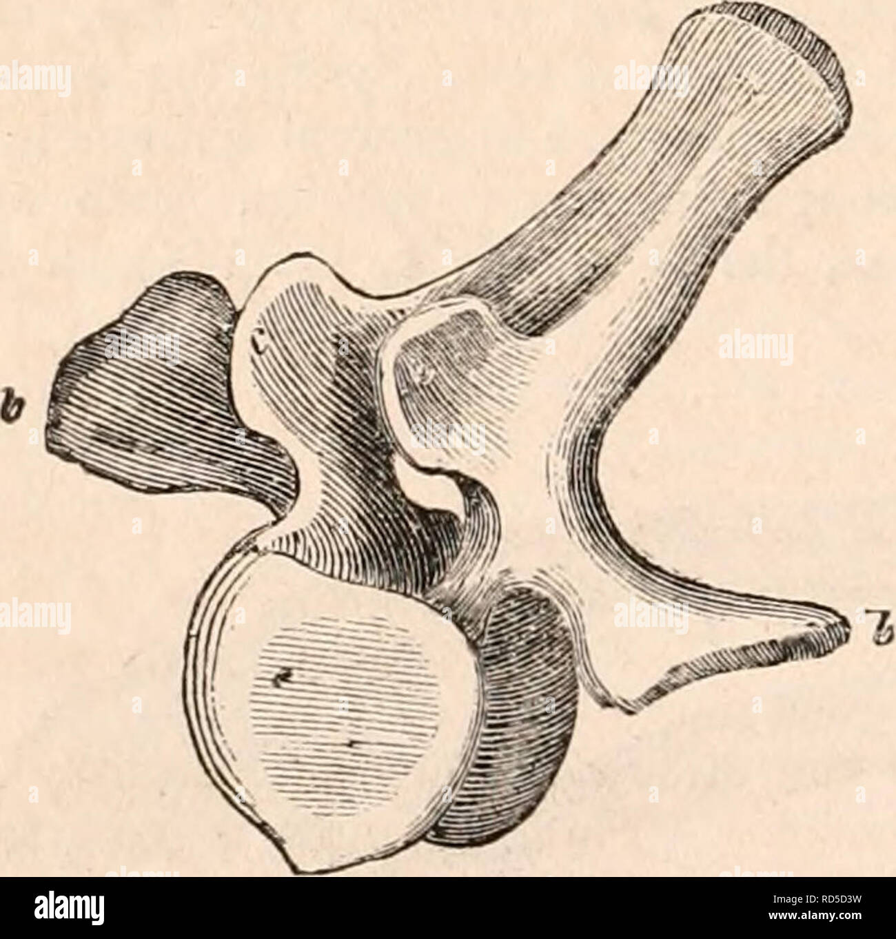 Transverse processes of cervical vertebrae hi-res stock photography and ...