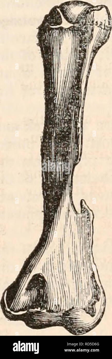 . The cyclopædia of anatomy and physiology. Anatomy; Physiology ...