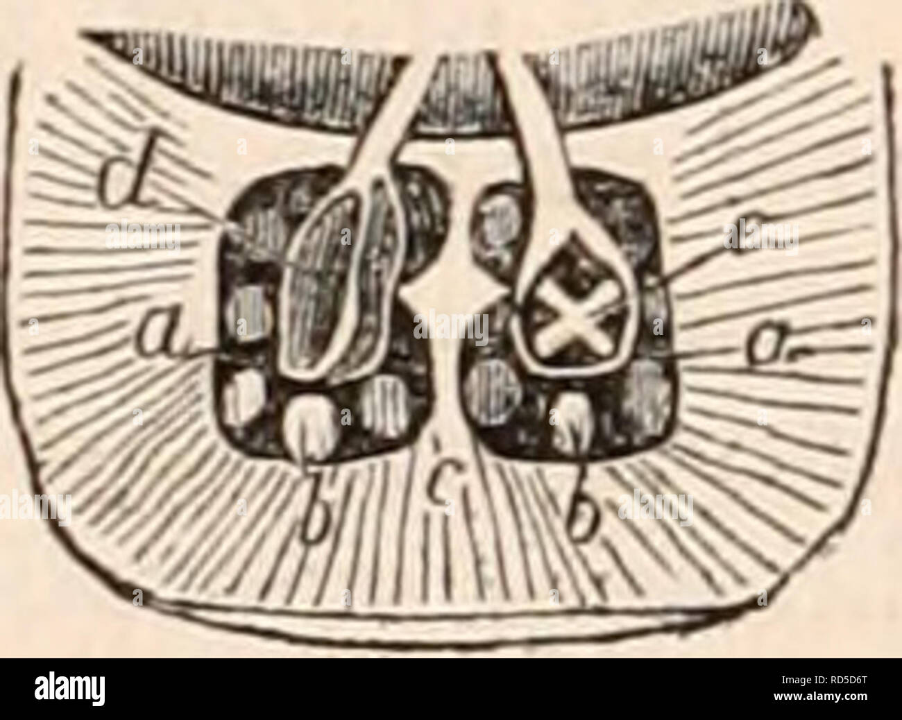 Cyclopædia of anatomy cephalopoda hi-res stock photography and images ...