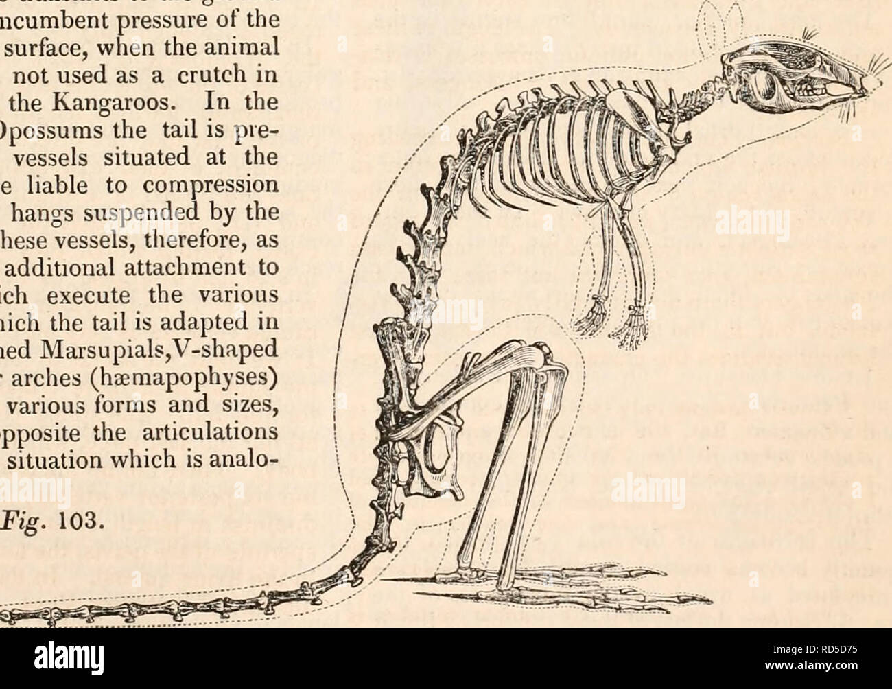 Kangaroo physiology hi-res stock photography and images - Alamy