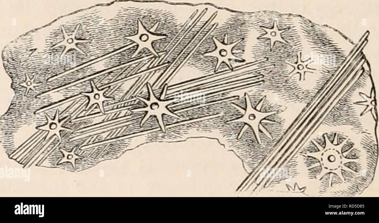 Sponge spicula hi-res stock photography and images - Alamy