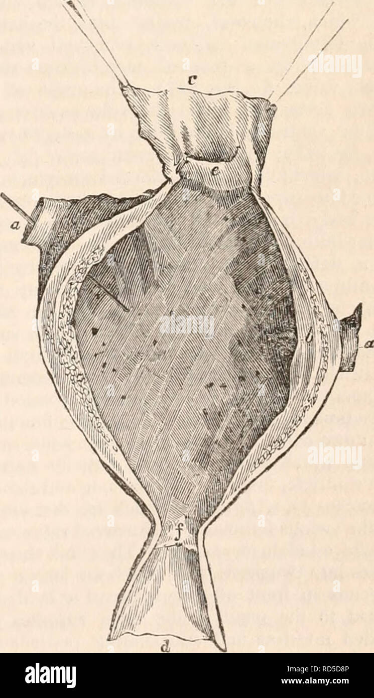 . The cyclopædia of anatomy and physiology. Anatomy; Physiology ...