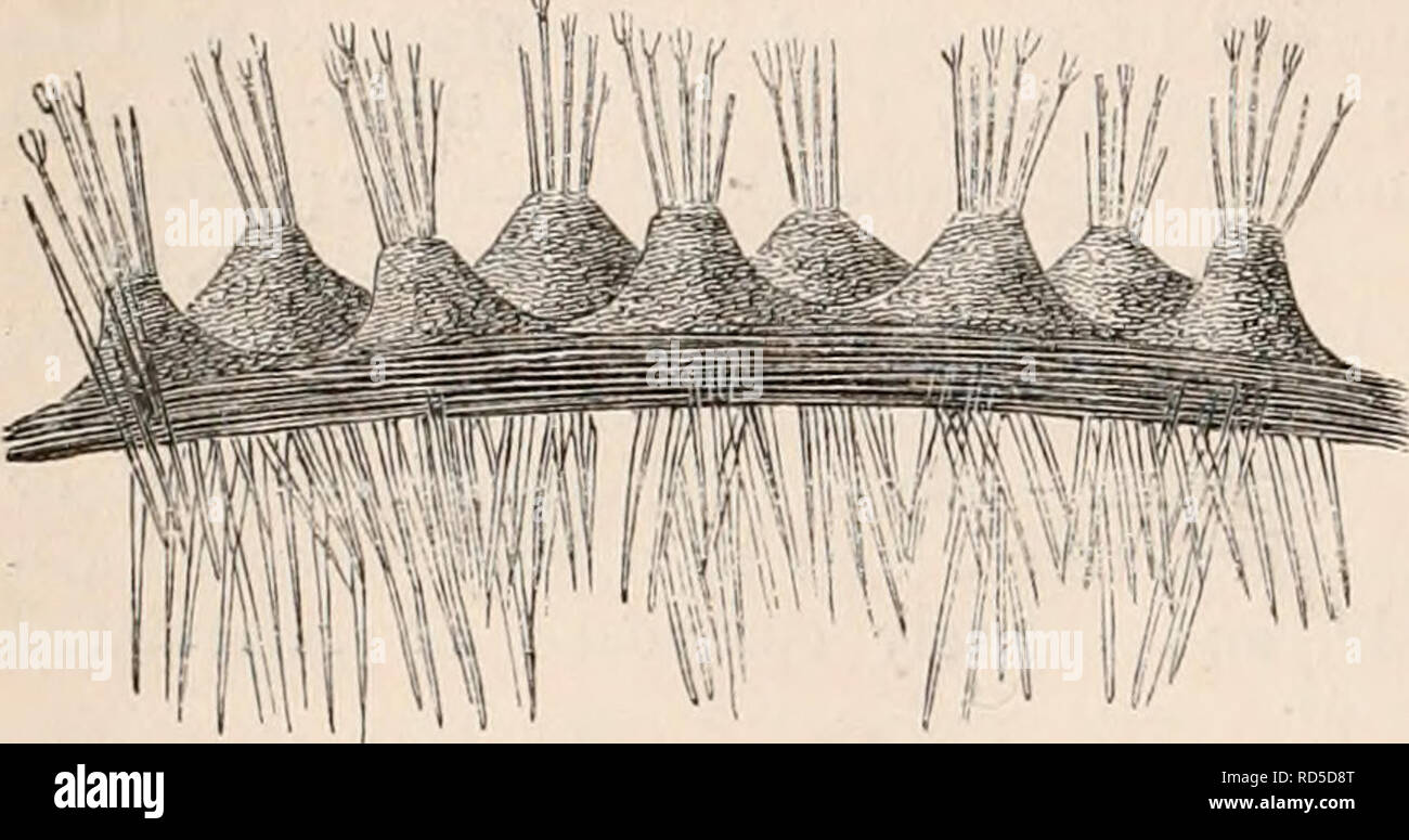 Sponge spicula hi-res stock photography and images - Alamy