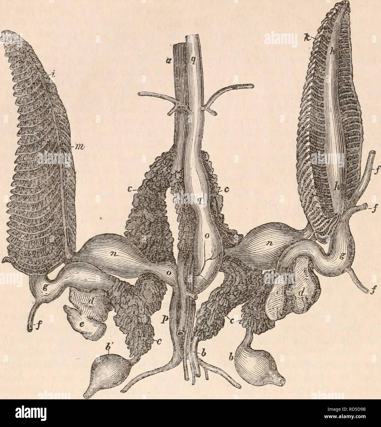 Cyclopædia of anatomy cephalopoda hi-res stock photography and images ...