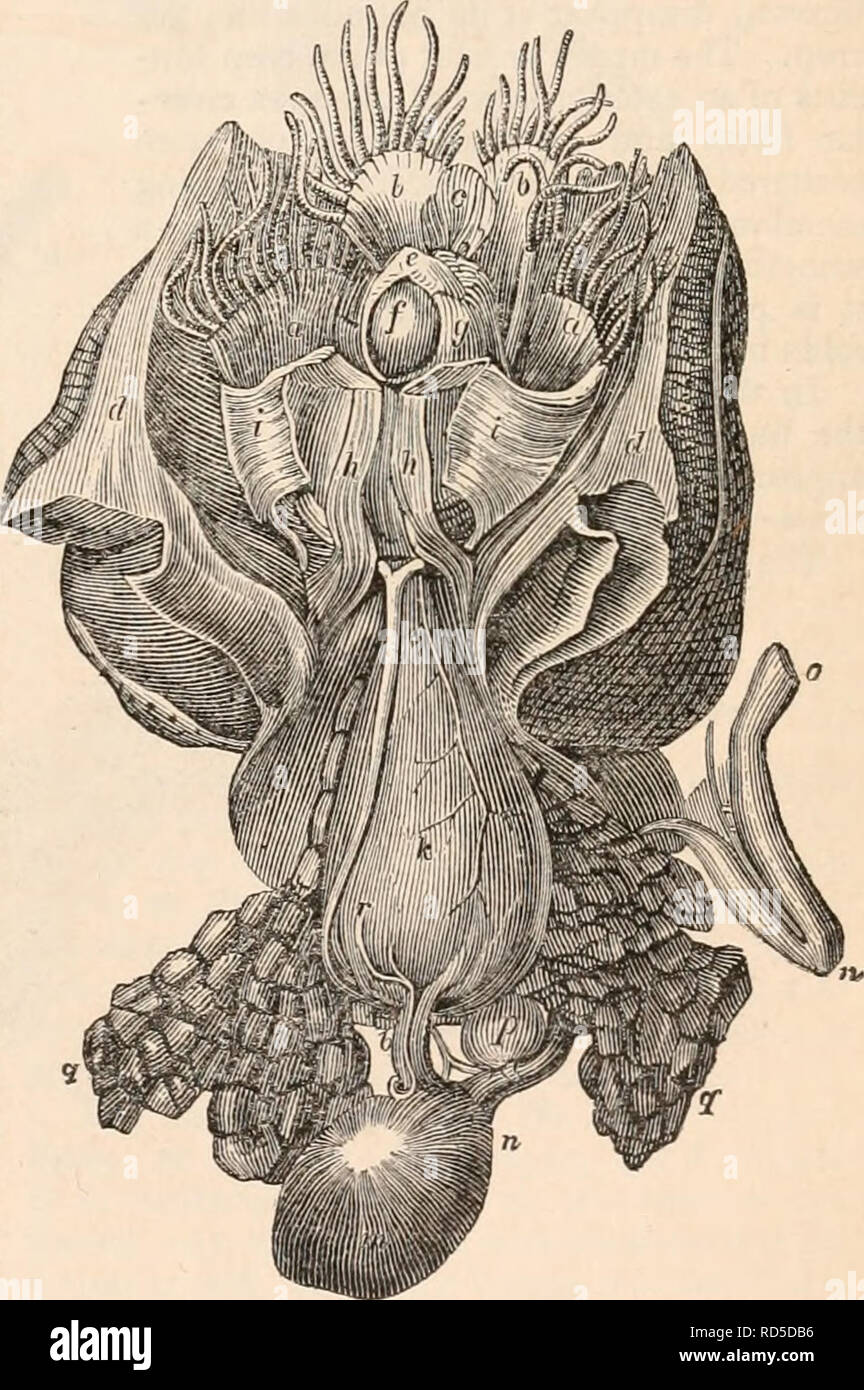 . The cyclopædia of anatomy and physiology. Anatomy; Physiology ...