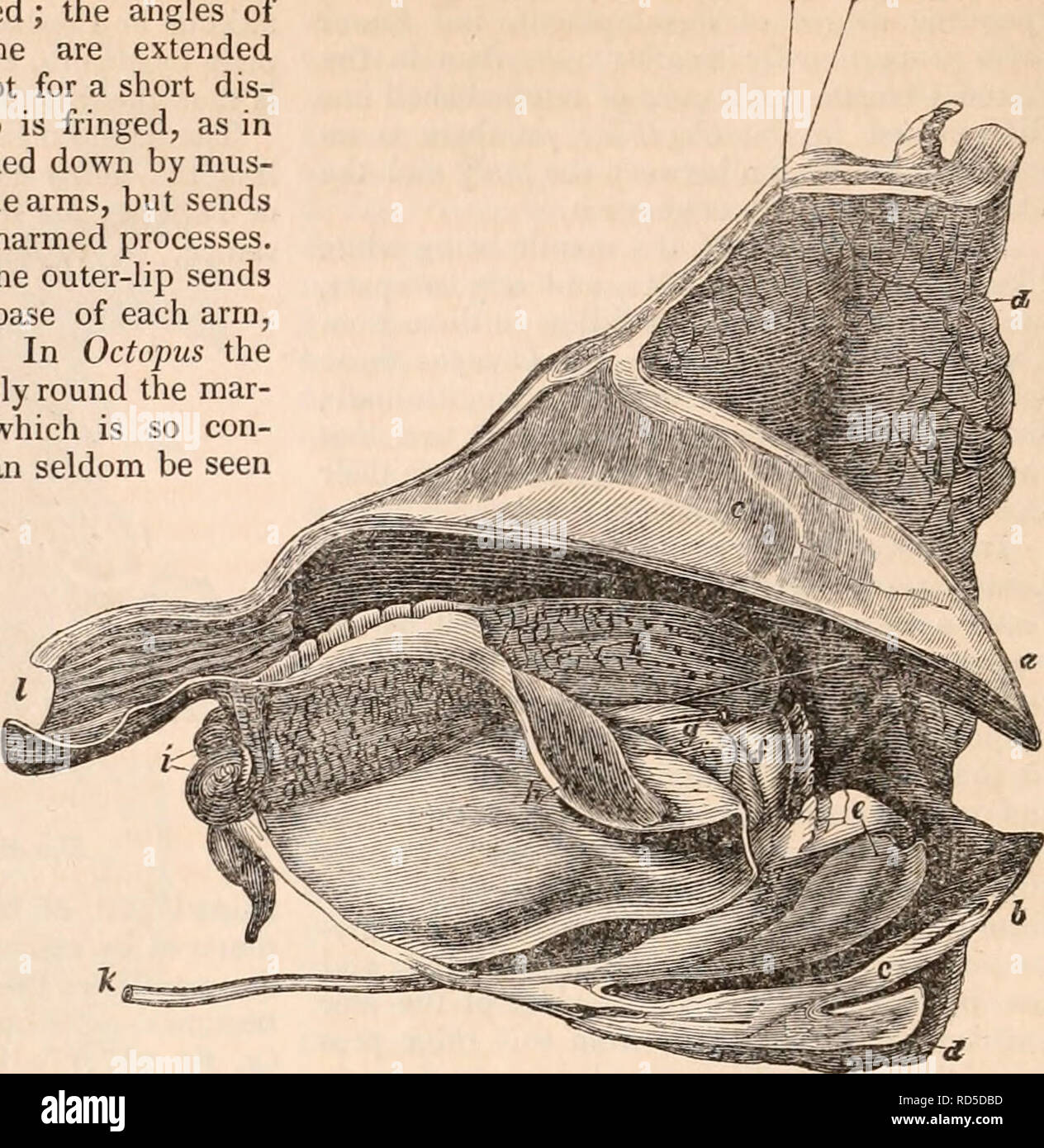 Octopus Anatomy And Physiology