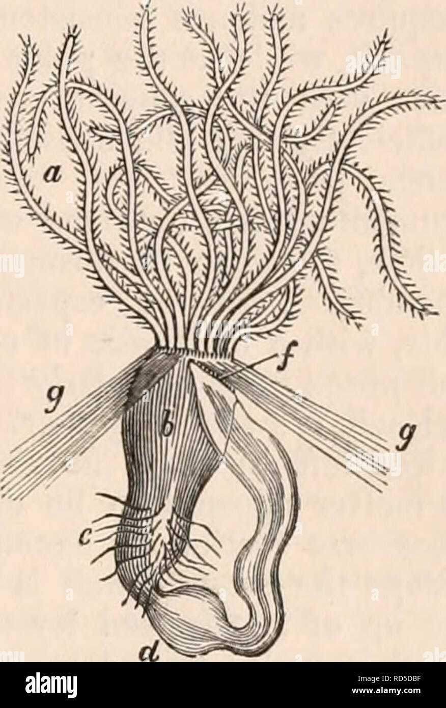 . The cyclopædia of anatomy and physiology. Anatomy; Physiology ...