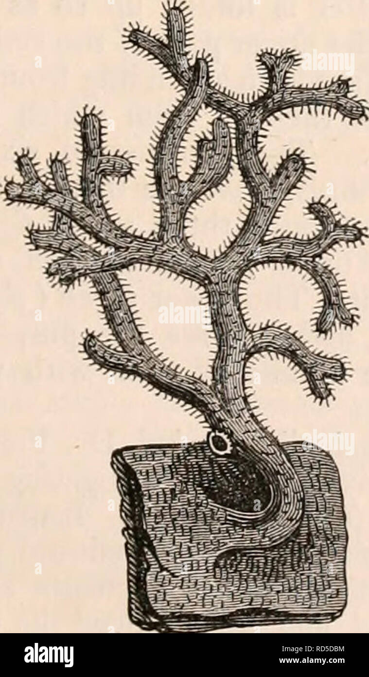 . The cyclopædia of anatomy and physiology. Anatomy; Physiology ...