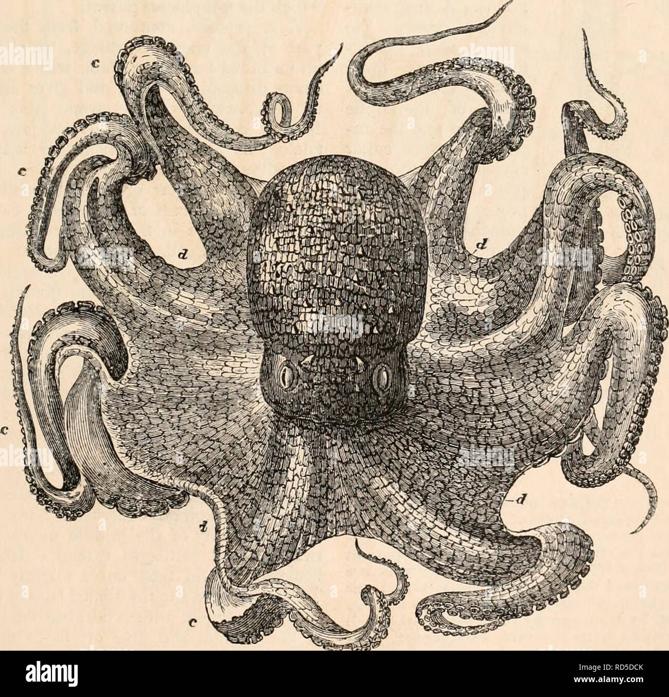 Octopods hi-res stock photography and images - Alamy