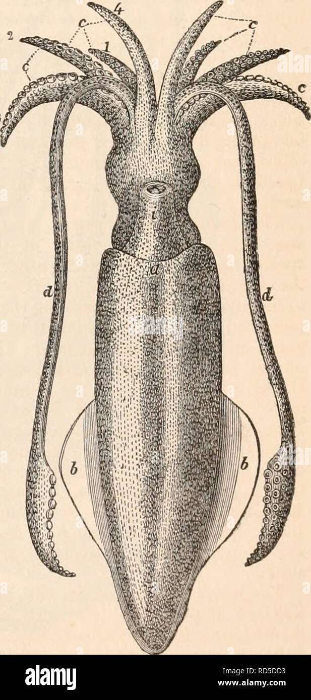 . The cyclopædia of anatomy and physiology. Anatomy; Physiology ...