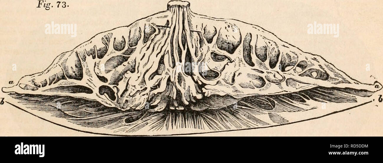 . The cyclopædia of anatomy and physiology. Anatomy; Physiology ...