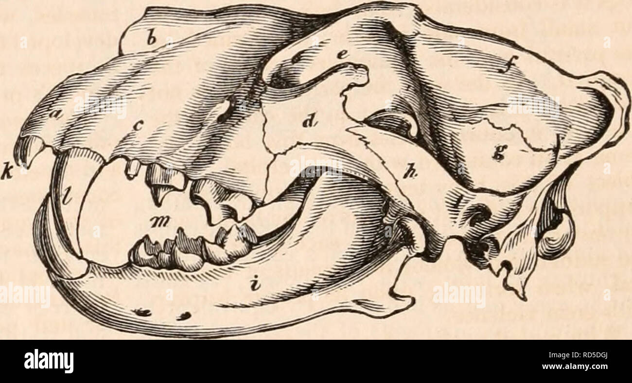 . The cyclopædia of anatomy and physiology. Anatomy; Physiology ...
