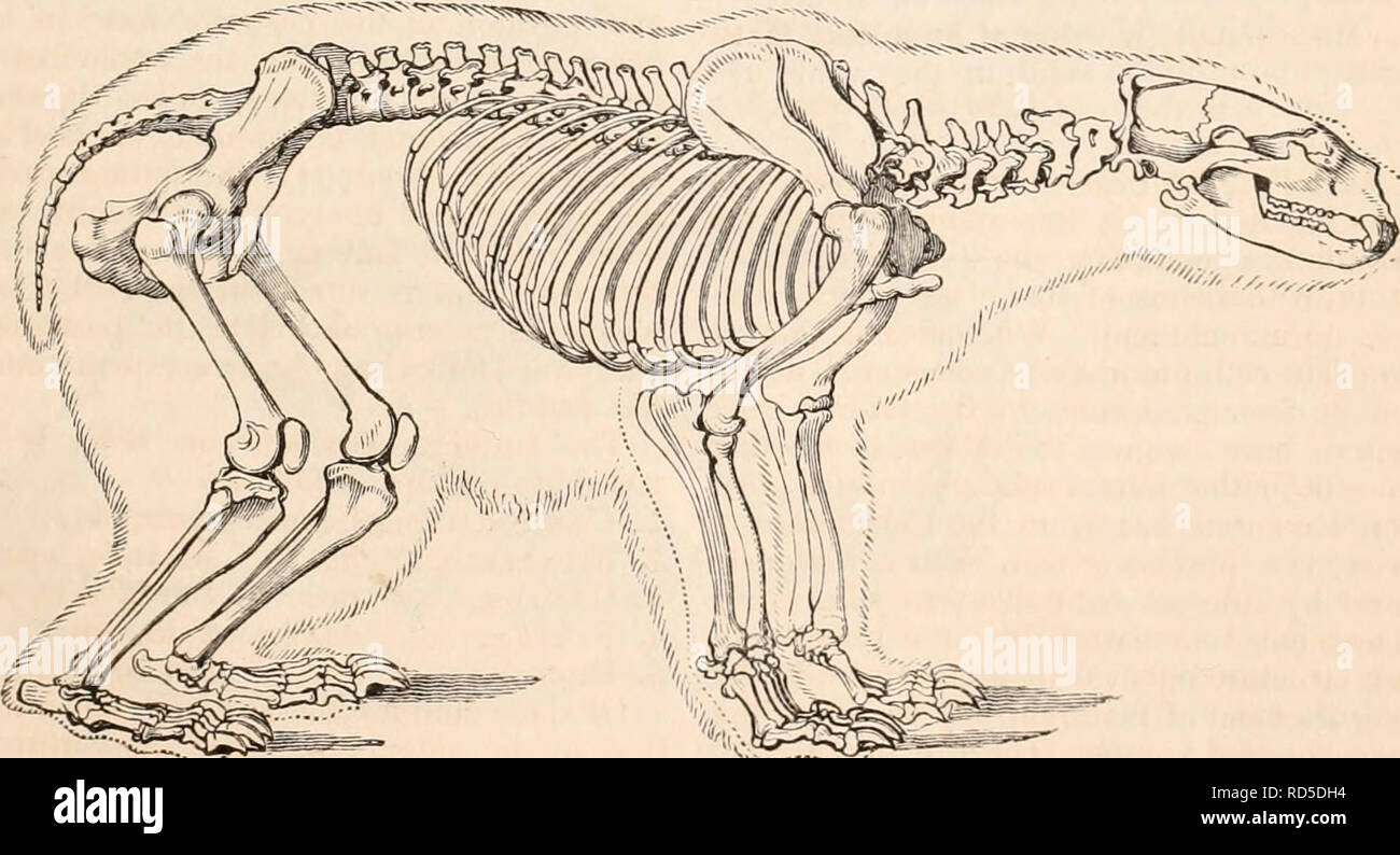 . The cyclopædia of anatomy and physiology. Anatomy; Physiology ...