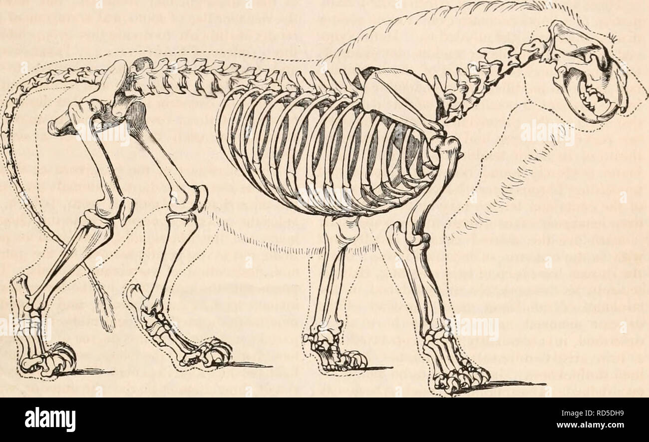 . The cyclopædia of anatomy and physiology. Anatomy; Physiology ...