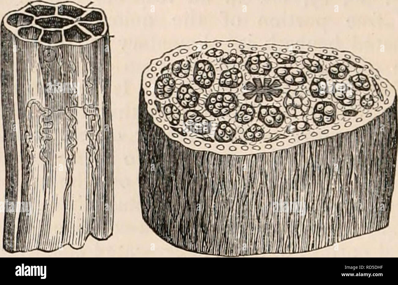 . The cyclopædia of anatomy and physiology. Anatomy; Physiology ...