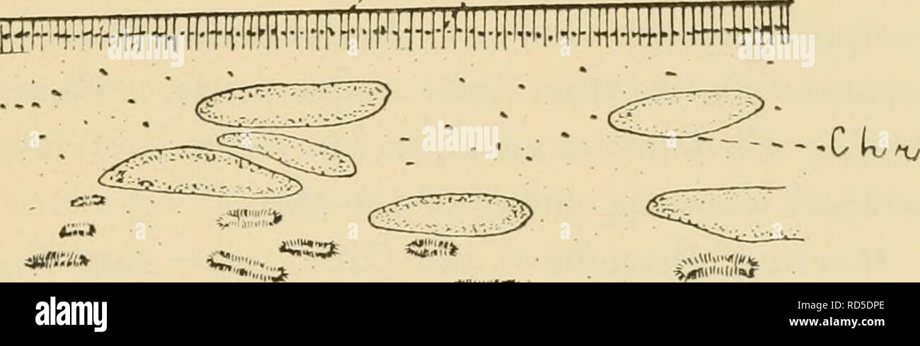 . Eledone. Eledone; Cephalopoda; Mollusks. 13 1. The central spherical ...