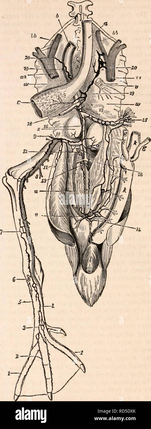 Duck anatomy hi-res stock photography and images - Alamy
