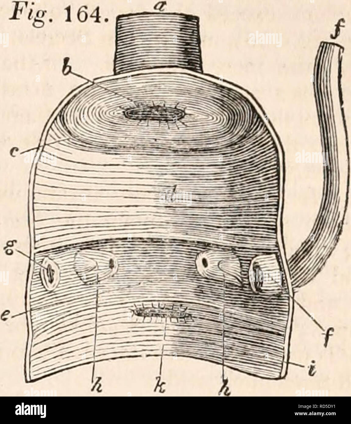 Ostrich anatomy hi-res stock photography and images - Alamy