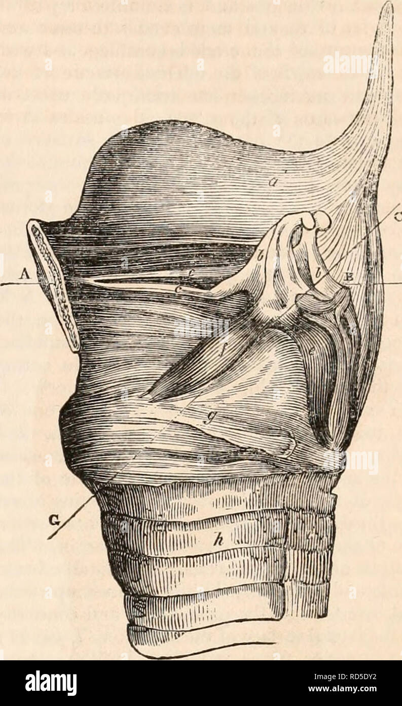 . The cyclopædia of anatomy and physiology. Anatomy; Physiology ...