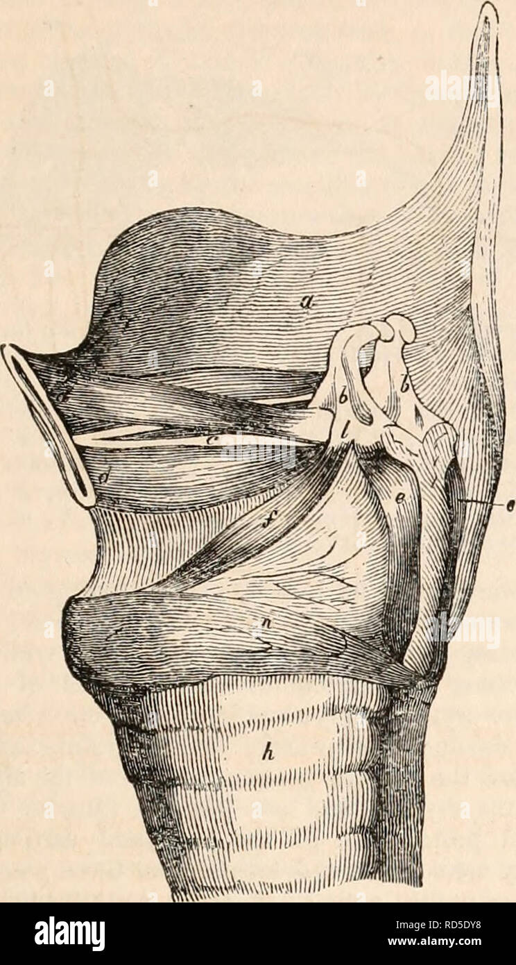 . The cyclopædia of anatomy and physiology. Anatomy; Physiology ...