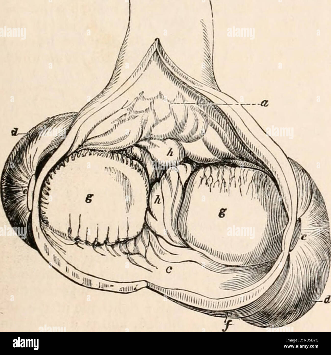 . The cyclopædia of anatomy and physiology. Anatomy; Physiology ...