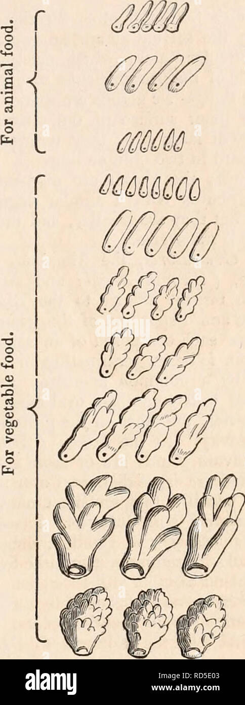 . The cyclopædia of anatomy and physiology. Anatomy; Physiology ...