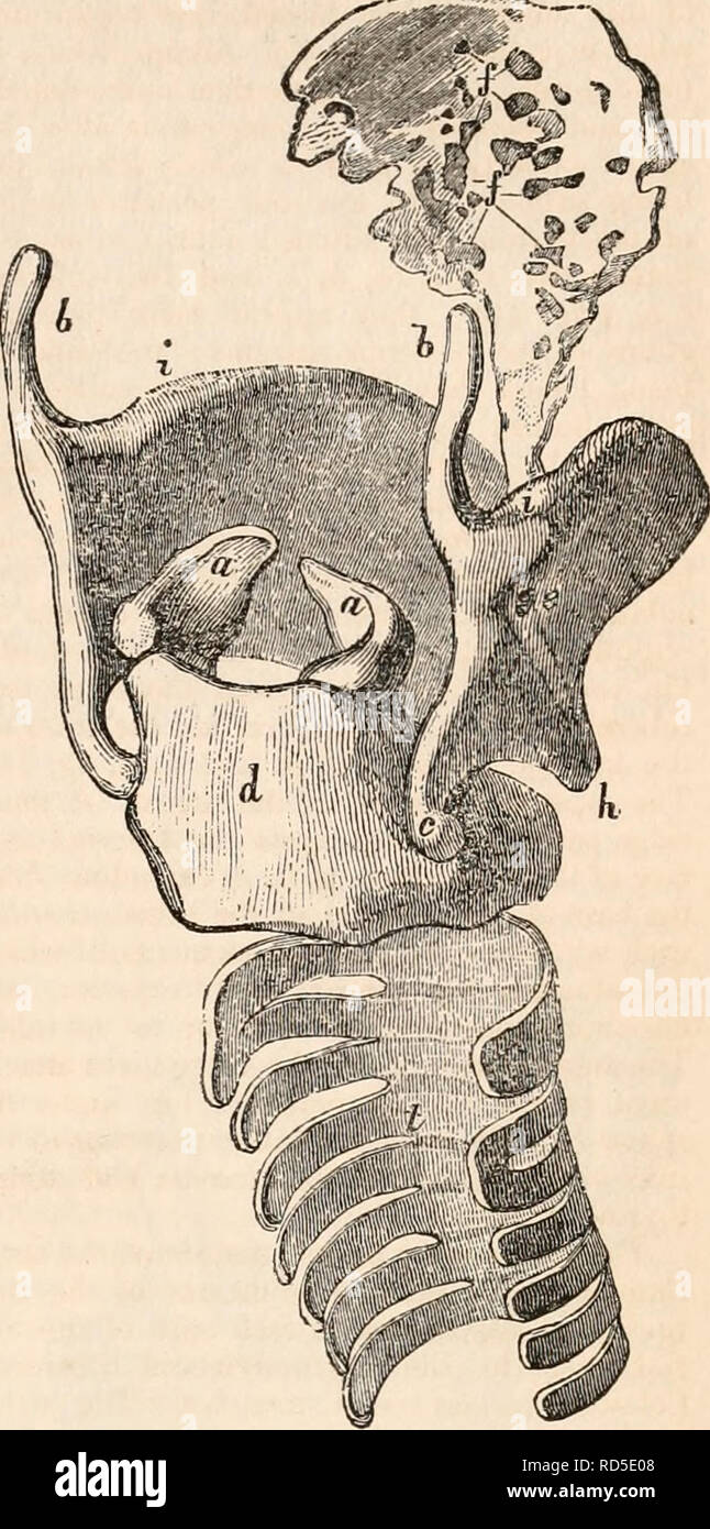 Arytenoid fold hi-res stock photography and images - Alamy