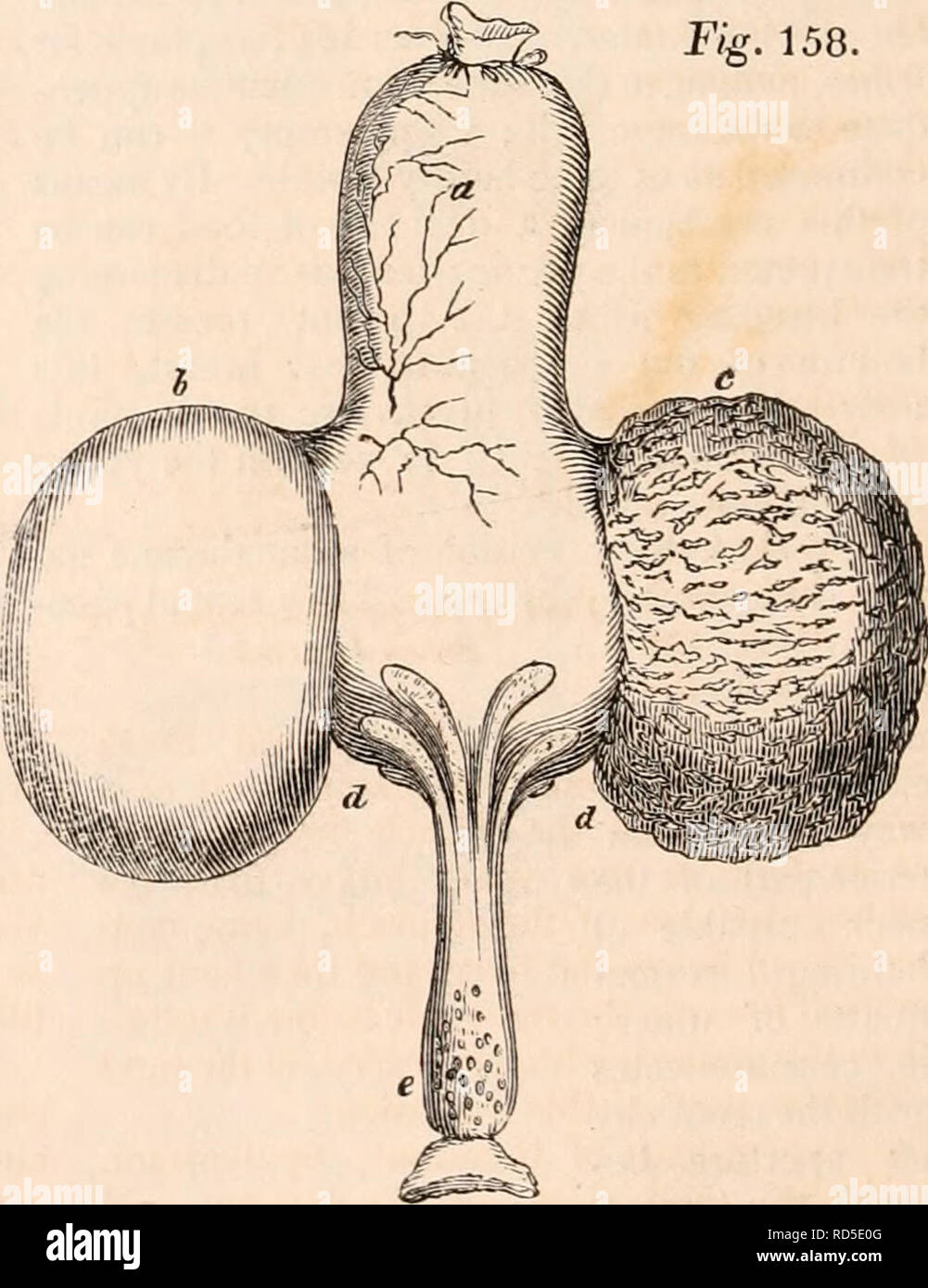 Anatomy of the ducks hi-res stock photography and images - Alamy