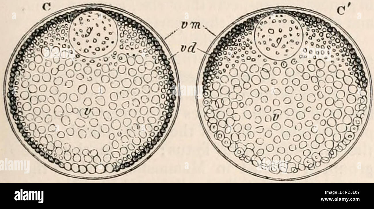 . The cyclopædia of anatomy and physiology. Anatomy; Physiology ...
