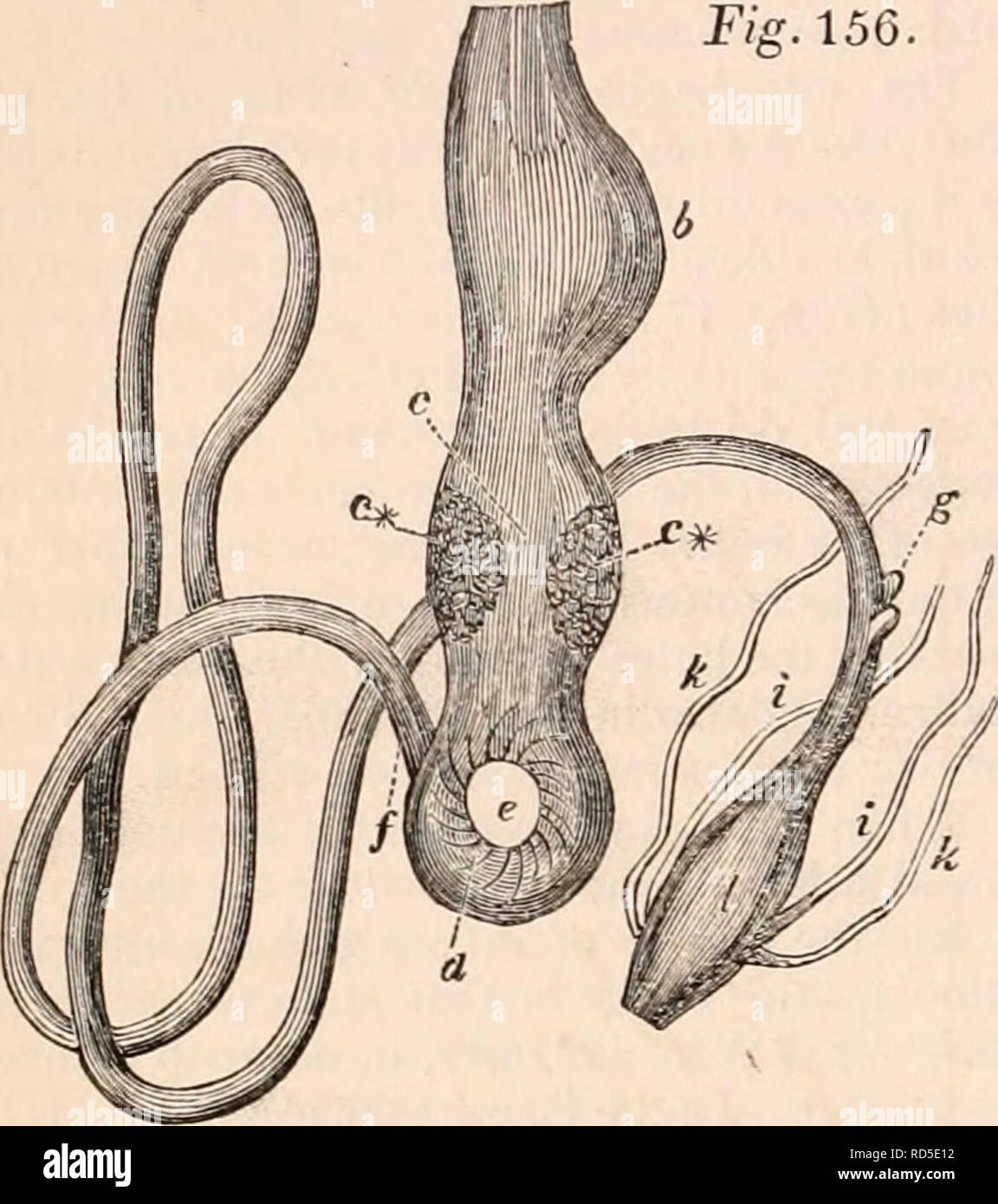 Mission Gorge High Resolution Stock Photography and Images - Alamy