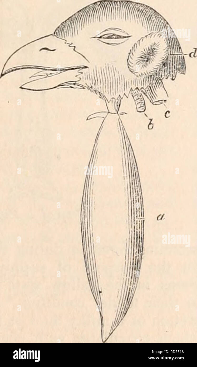 Tongue mucous glands hi-res stock photography and images - Alamy