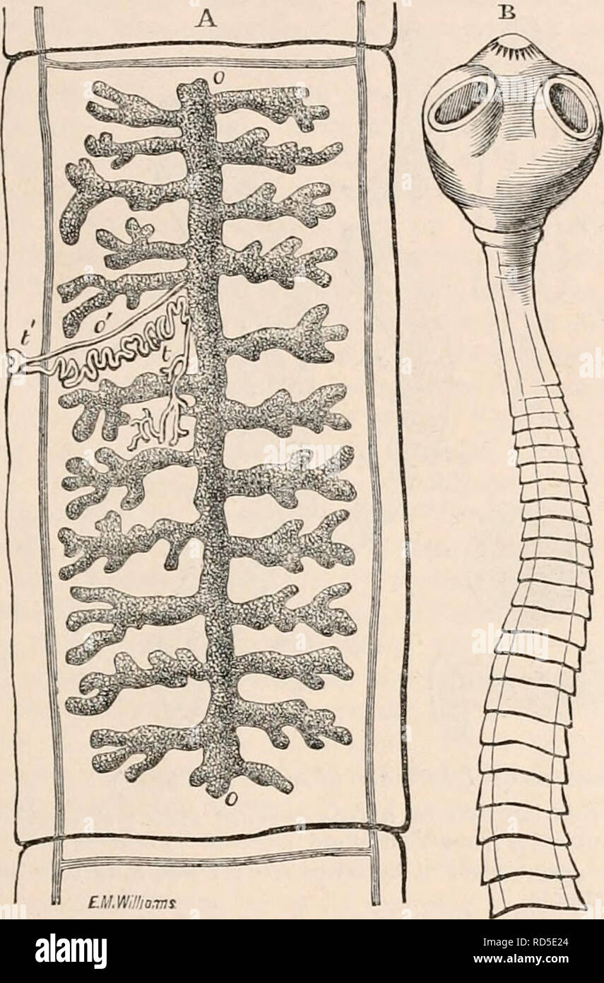 . The cyclopædia of anatomy and physiology. Anatomy; Physiology ...