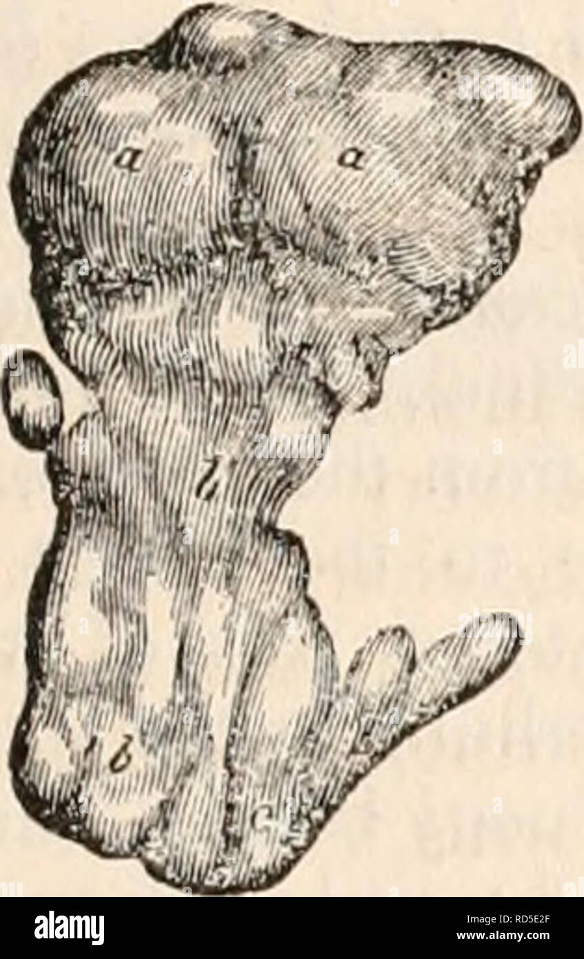 . The cyclopædia of anatomy and physiology. Anatomy; Physiology ...