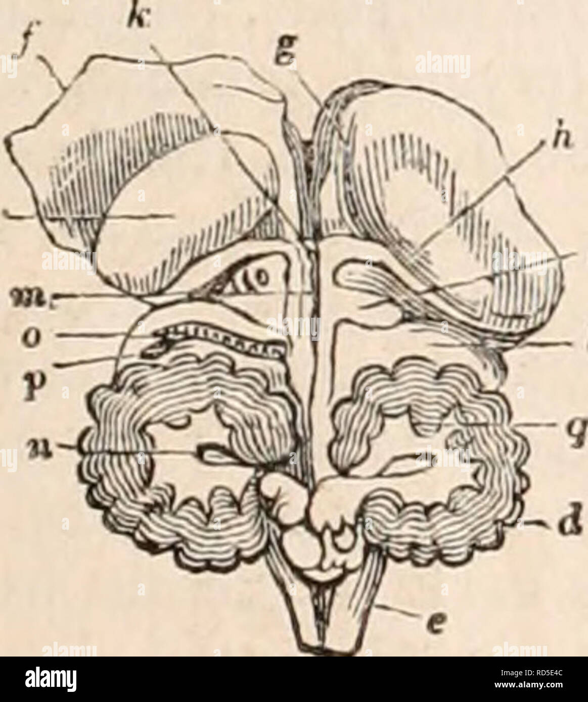Bird brain anatomy hi-res stock photography and images - Alamy