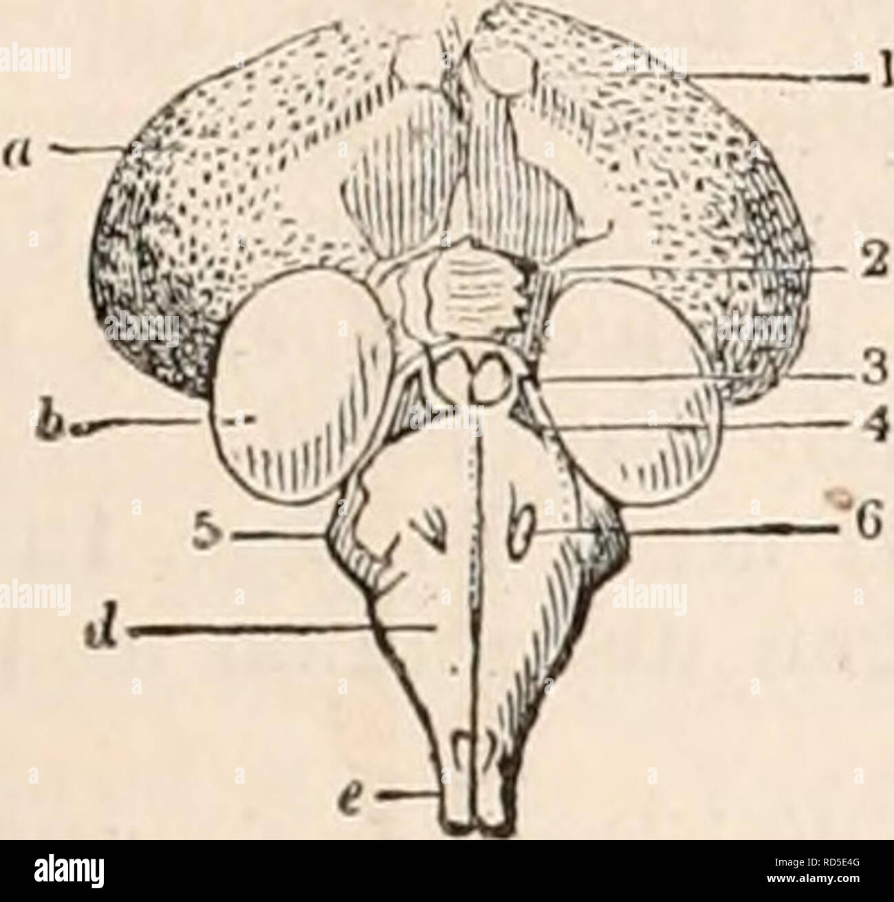 Bird brain anatomy hi-res stock photography and images - Alamy