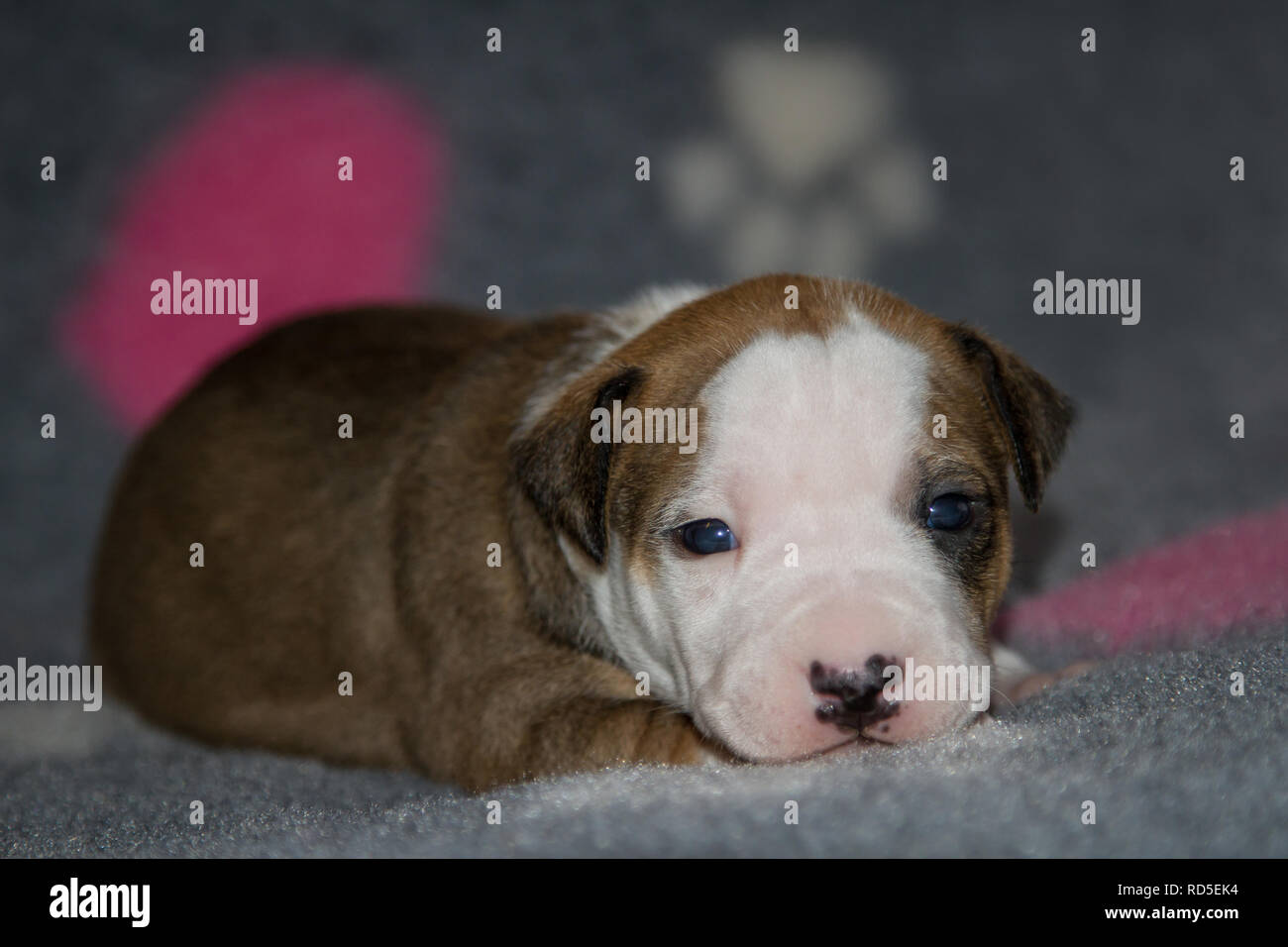 Old pit bull hi-res stock photography and images - Alamy