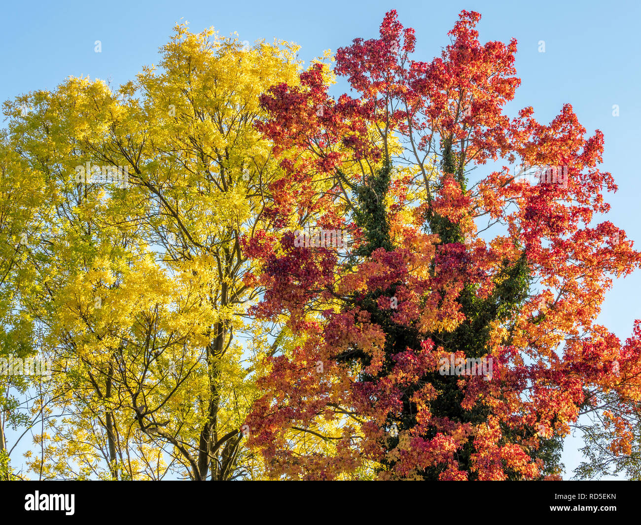 Colorful fall tree hi-res stock photography and images - Alamy